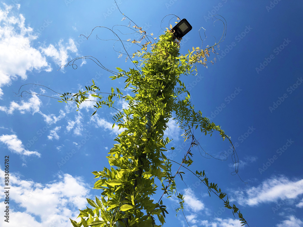 Foto de Ornamental garden flowers and Istrian green motifs on public ...