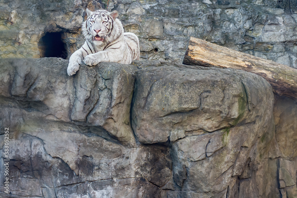 Albino tiger is lying on a rock. Behind you can see a cave. Stock Photo ...
