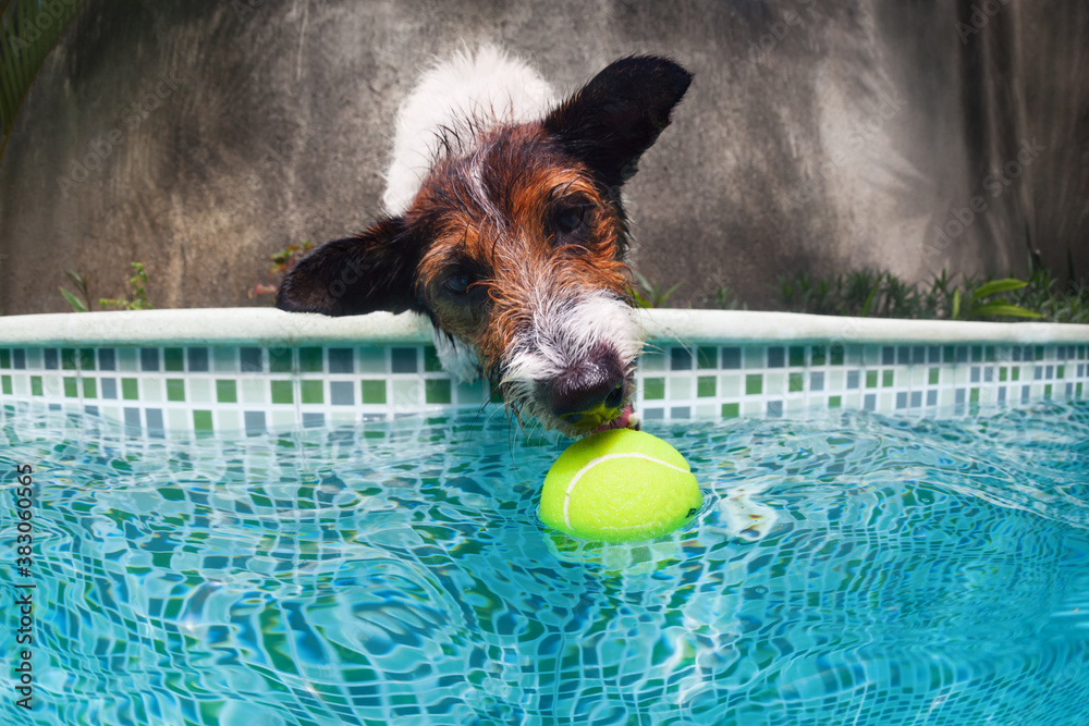 Funny photo of jack russell terrier puppy playing with fun in swimming ...