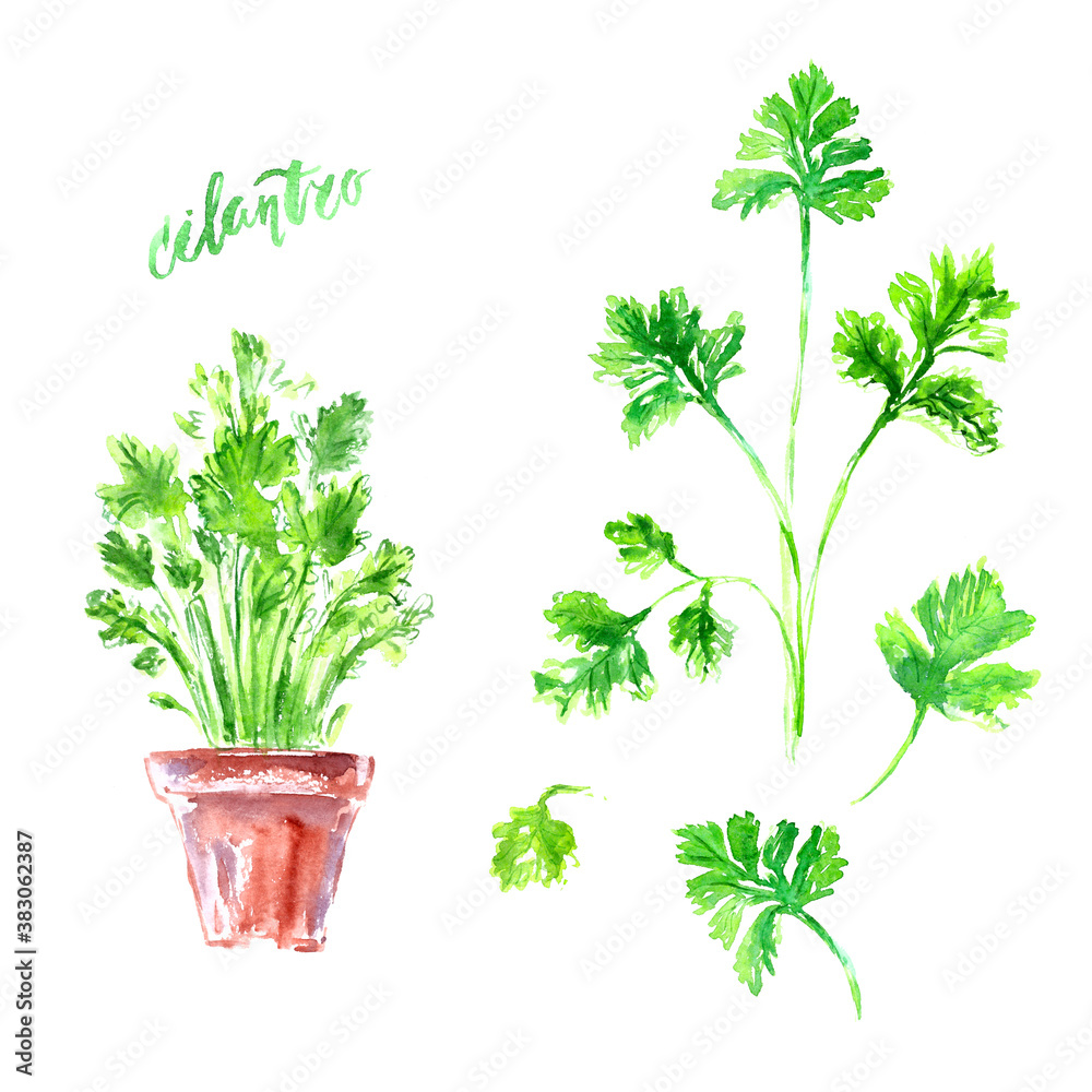 Hand drawn watercolor cilantro herb in clay pot, branc and leaves Stock ...