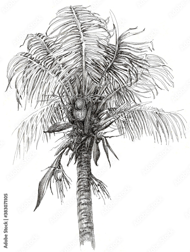 Graphic drawing of a coconut tree on a white background can be used as ...