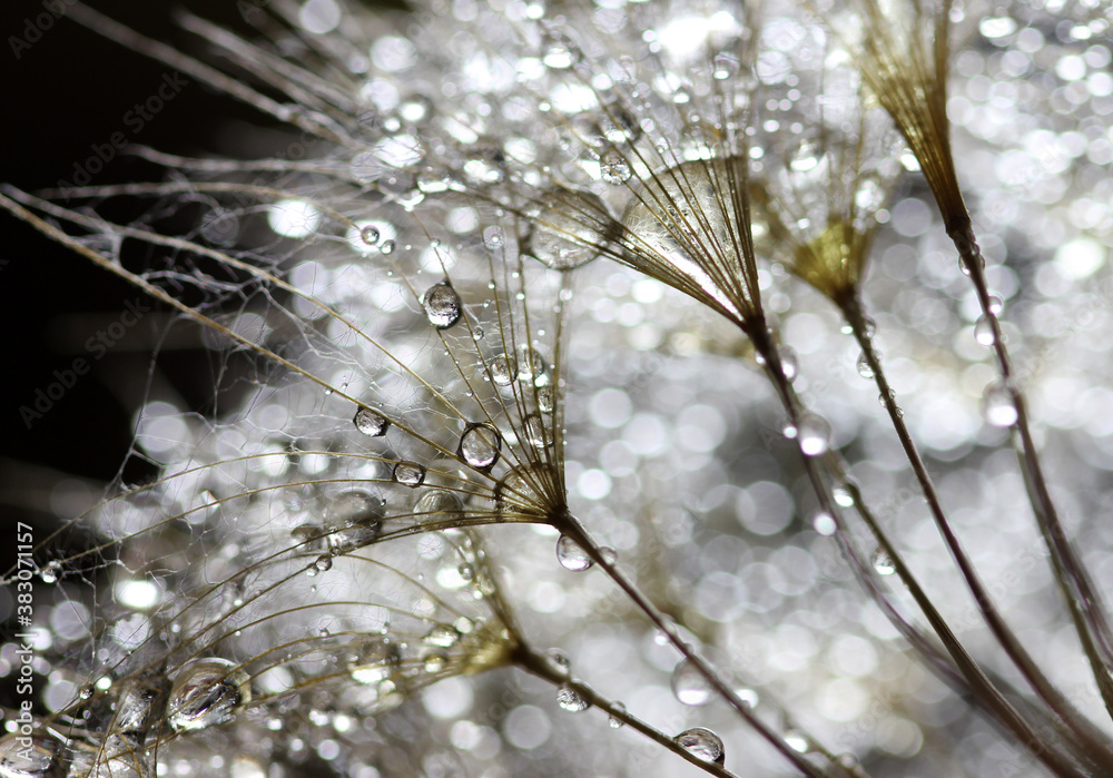 Water drops on dandelion Stock Photo | Adobe Stock