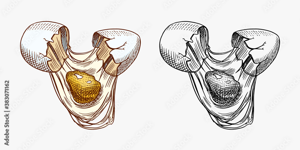 Broken egg with yolk and shell. Farm product. Engraved hand drawn retro ...