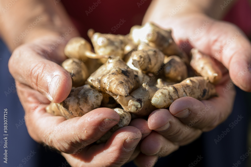Jerusalem artichoke tubers in hands. Freshly harvested roots of ...