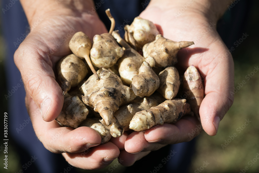 Jerusalem artichoke tubers in hands. Freshly harvested roots of ...