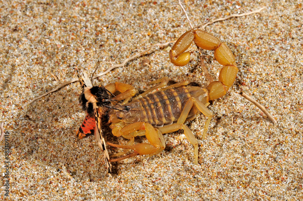 Skorpion (Aegaeobuthus gibbosus, Mesobuthus gibbosus) frisst ...