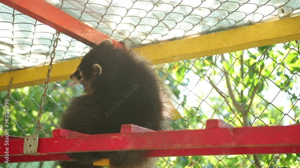 Raccoon sits on ladder in zoo. The animal turns its head, a cute ...