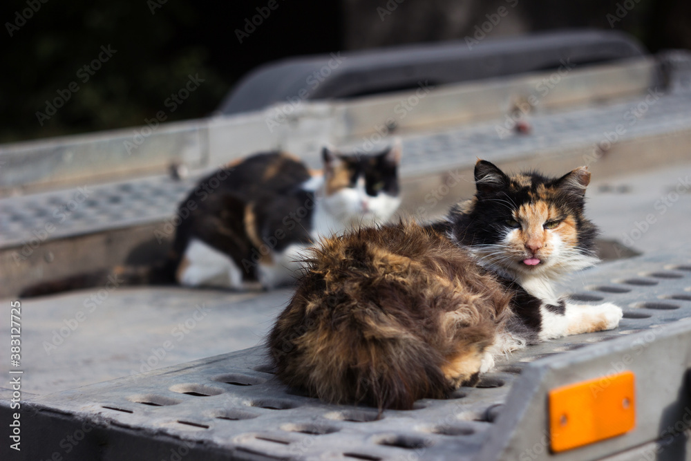 Two tricolor cats are sitting on a car trailer. One stray cat is ...