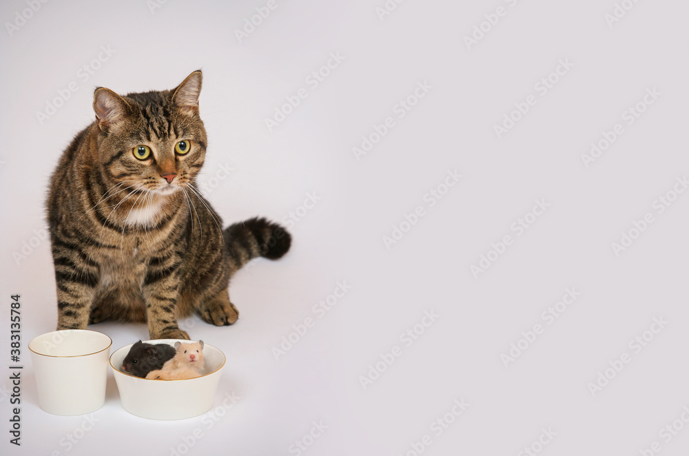 The cat caught the mice and wants to eat them. The cat is sitting next ... The cat caught the mice and wants to eat them. The cat is sitting next ...