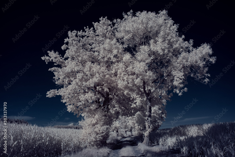 infrared photography - ir photo of landscape with tree under sky with ...