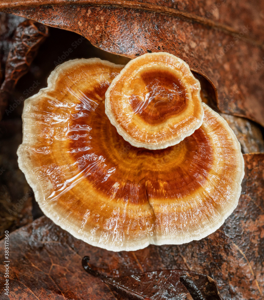Microporus xanthopus polypore fungi - Copeland Tops rainforest, NSW ...
