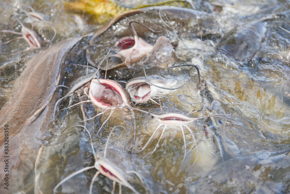 Catfish eating from feeding food on water surface ponds - Freshwater ...