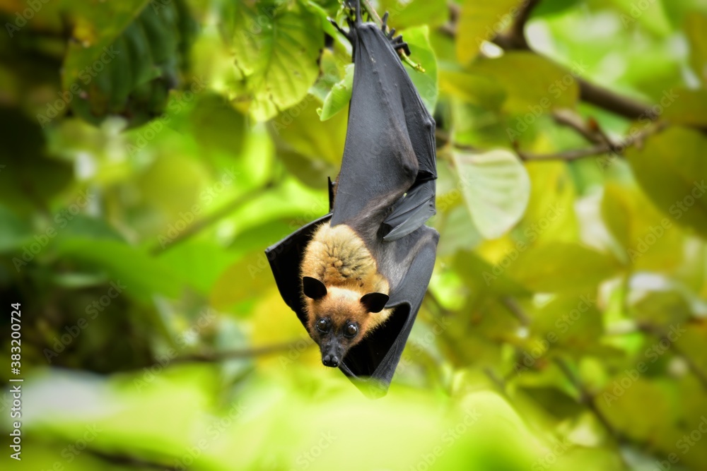 Fox-like face Small nose and ears, big eyes, reddish brown hair. Thin ...