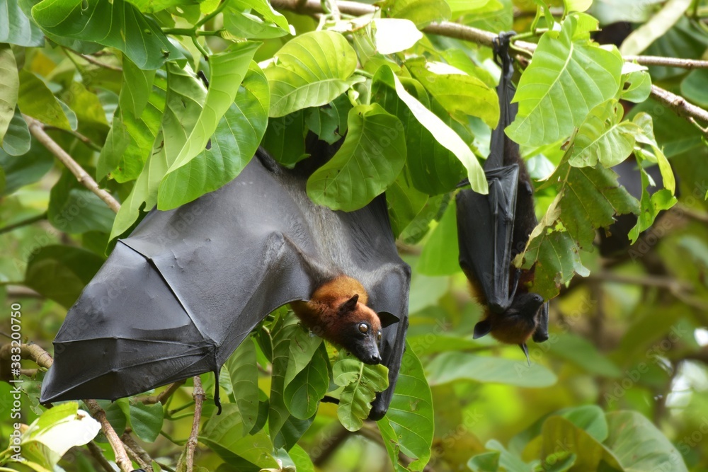 Fox-like face Small nose and ears, big eyes, reddish brown hair. Thin ...