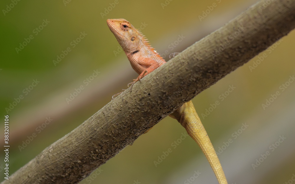 Foto de The scales on the tail are large and have ridges. Scales on the ...