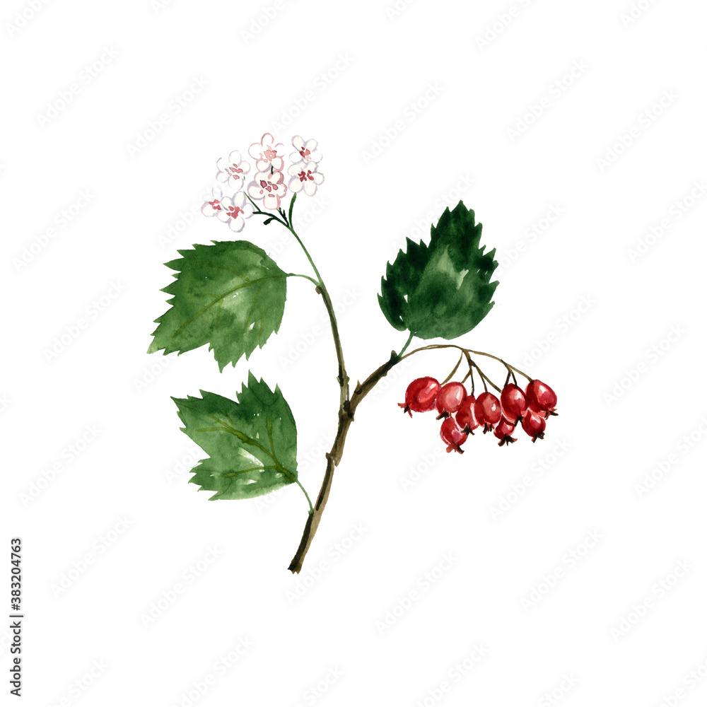 watercolor drawing hawthorn Stock Illustration | Adobe Stock
