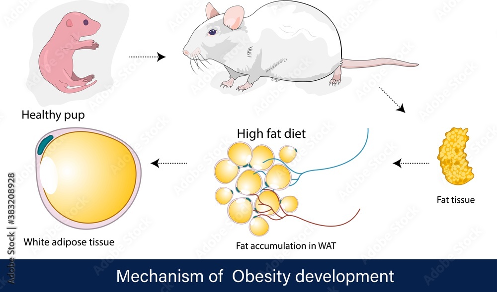 Stages of obesity. vector illustration of pathogenesis of obesity mouse model, Mechanism of ...