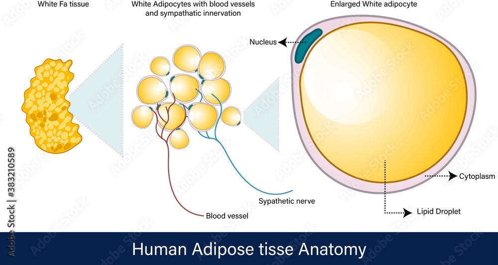 infographics of Human Adipose tissue Anatomy. white adipose tissue ... infographics of Human Adipose tissue Anatomy. white adipose tissue ...