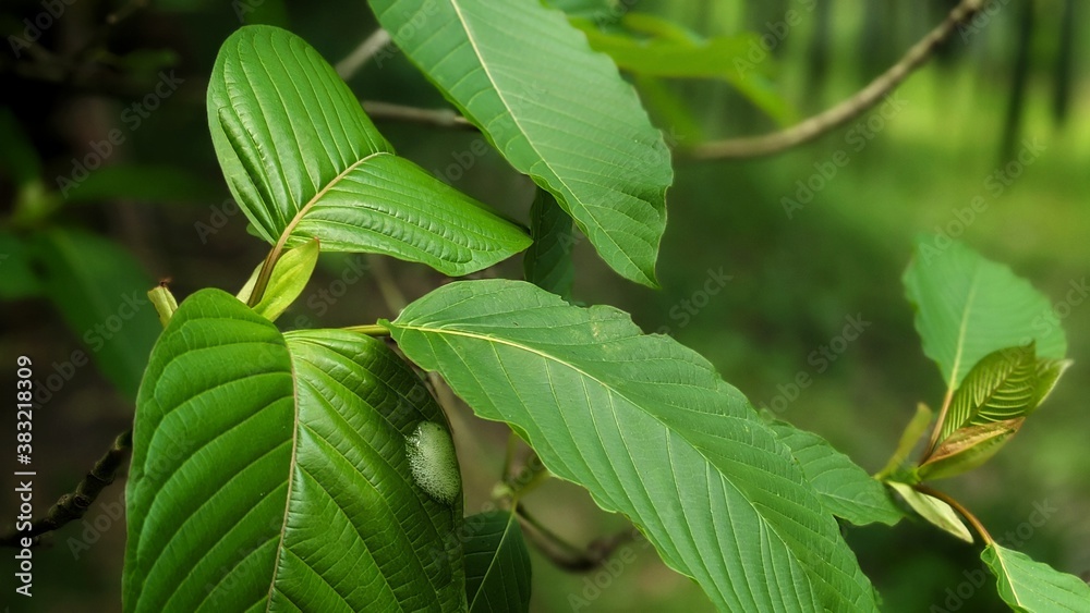 Kratom is a tree. The leaves are used as a recreational drug and as ...