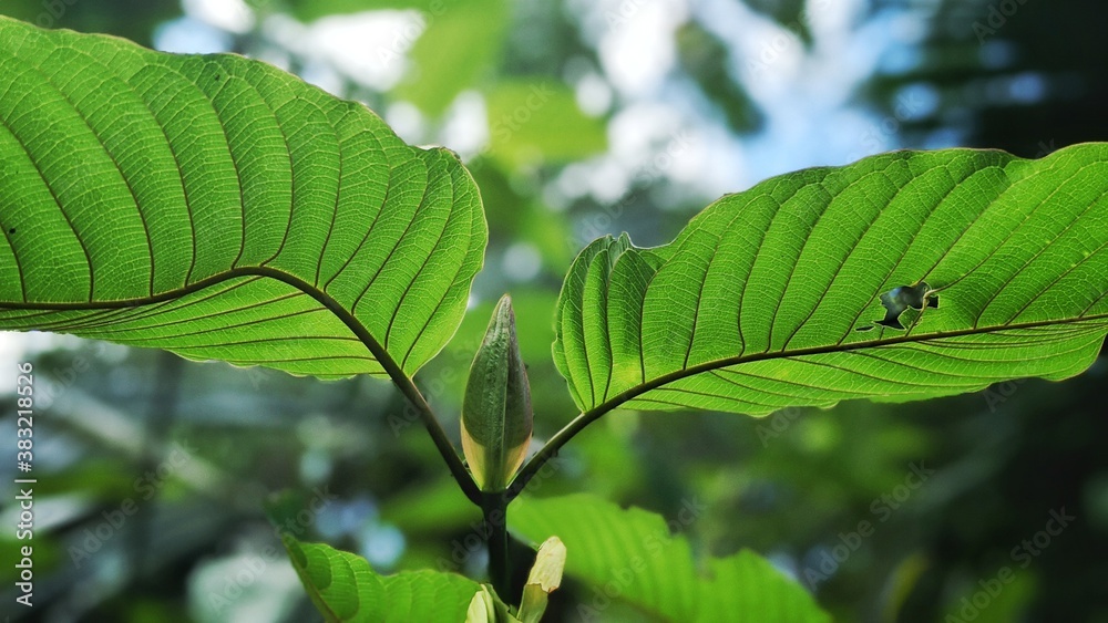 Kratom is a tree. The leaves are used as a recreational drug and as ...