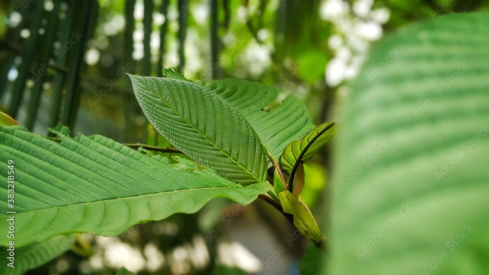 Kratom is a tree. The leaves are used as a recreational drug and as ...