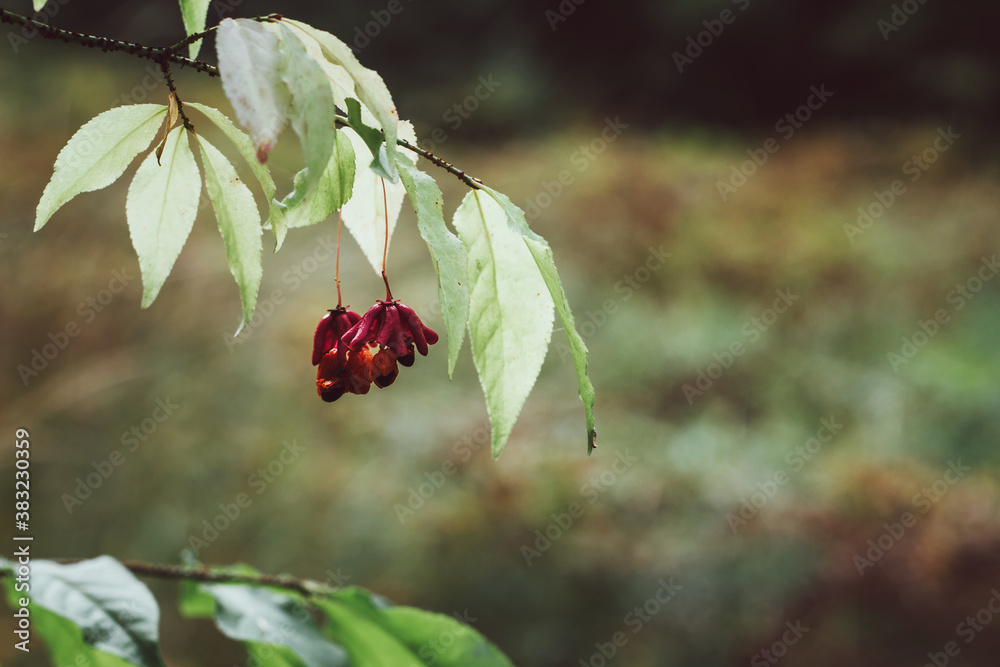 Nature background. Ripe berries of the spindle tree in the forest ...