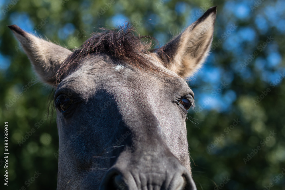 Koń polski Konik biłgorajski nos, oczy i czoło konia Stock Photo ...