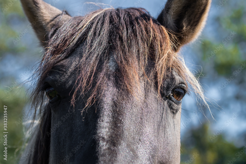 Koń polski Konik biłgorajski nos, oczy i czoło konia Stock Photo ...