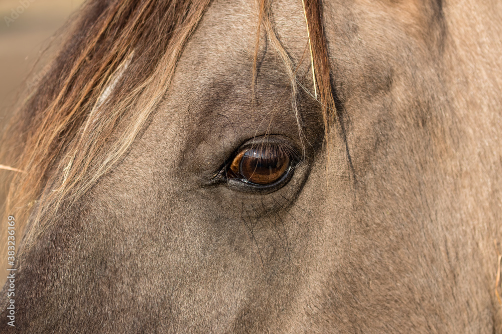 Koń polski Konik biłgorajski otwarte oko konia Stock Photo | Adobe Stock