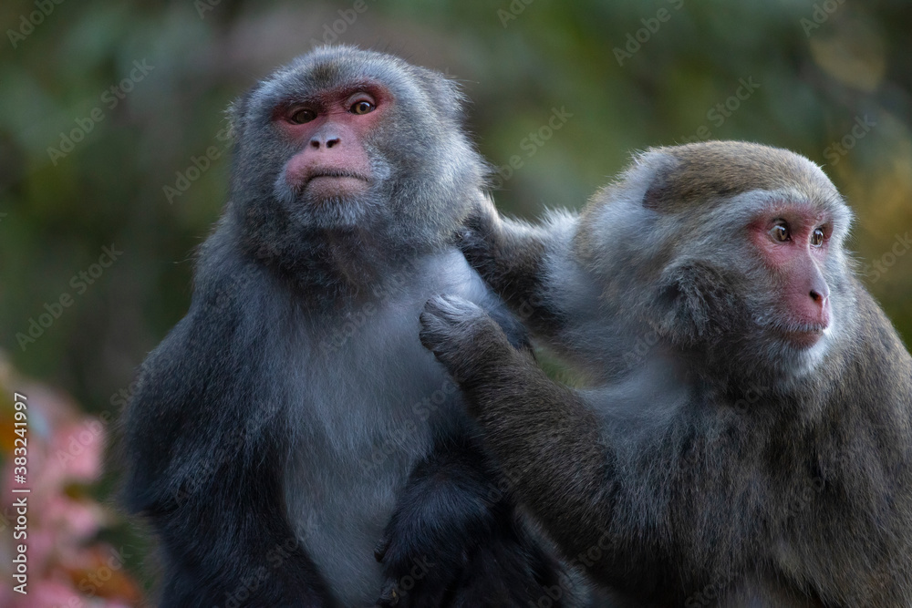 Two macaque monkeys Stock Photo | Adobe Stock