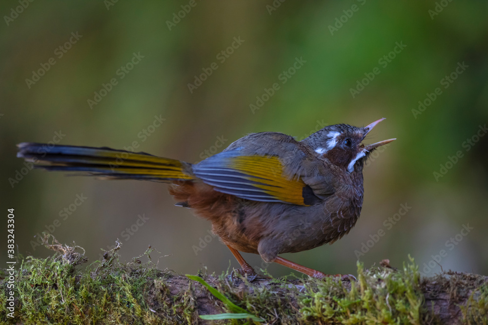 Laughingthrush bird Stock Photo | Adobe Stock