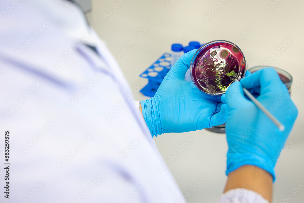 Doctor picking up colony of a red bacteria (Escherichia coli) from agar ...