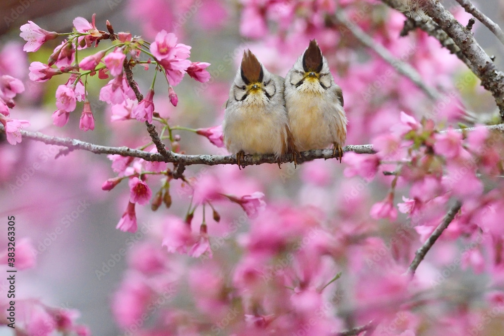 Two birds in pink cherry blossom tree Stock Photo | Adobe Stock