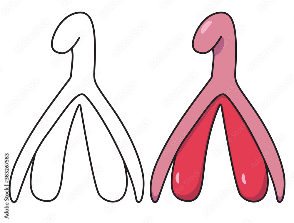 Vecteur Stock Vector graphic drawing of the female reproductive system ...