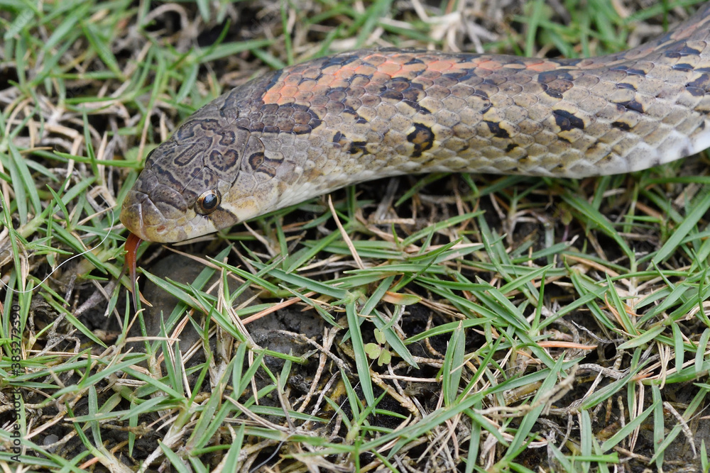 Taiwan Kukri snake Stock Photo | Adobe Stock
