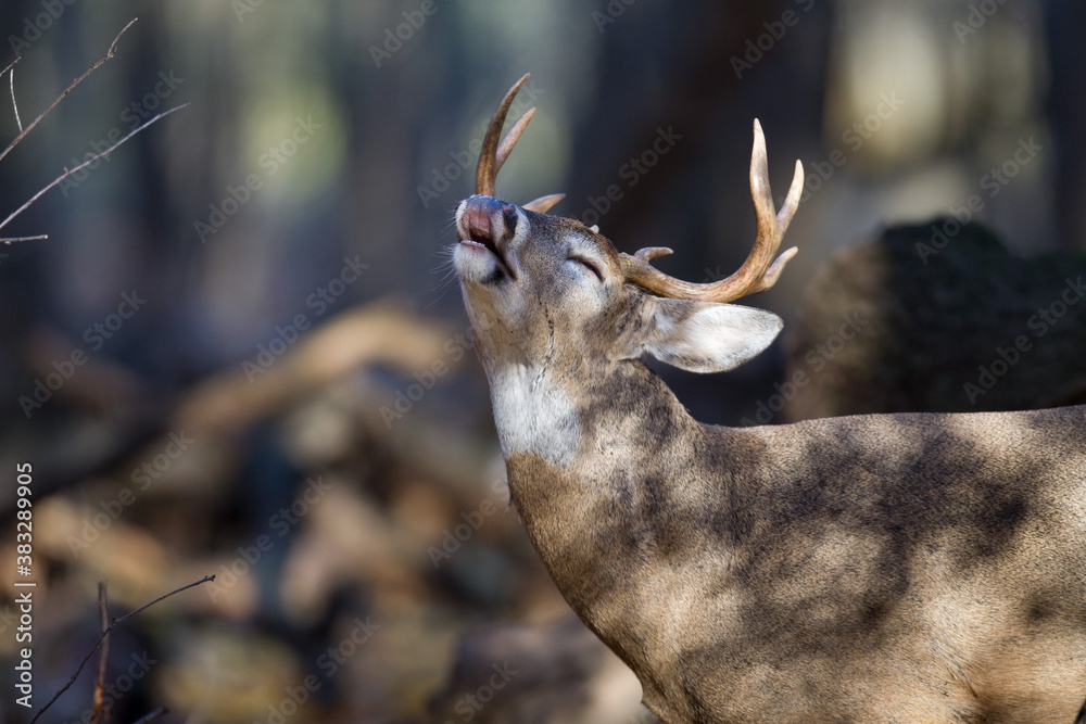 Buck whitetail deer sniffing the air. Stock Photo | Adobe Stock