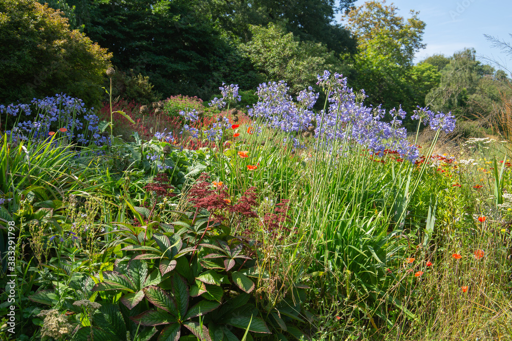 agapanthus adding colour to the woodland border Stock Photo | Adobe Stock