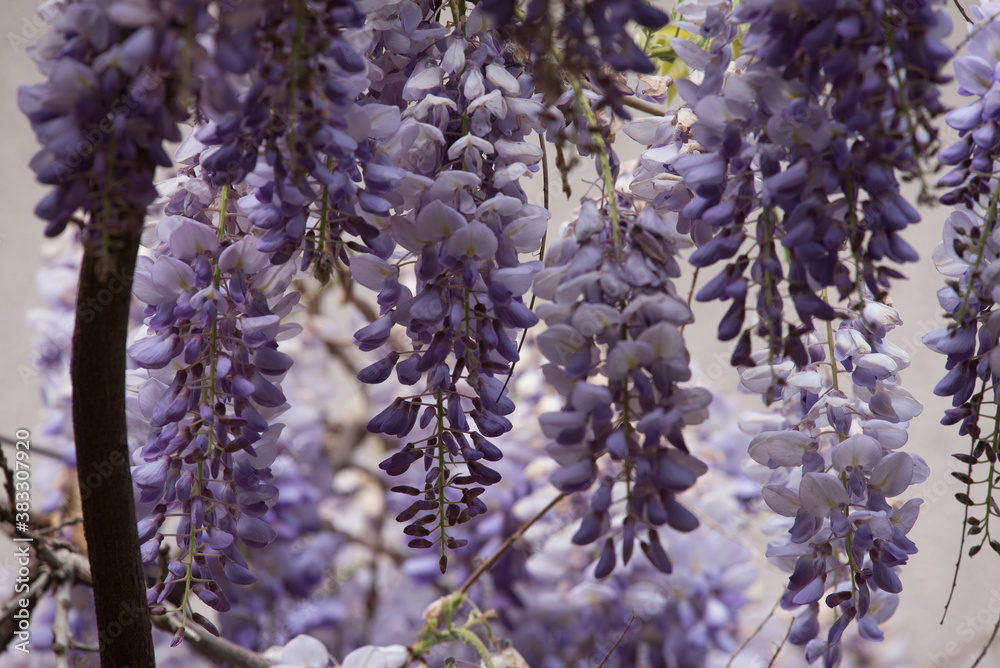 Flores de glicinia color violeta en vistosos racimos en primavera. La ...