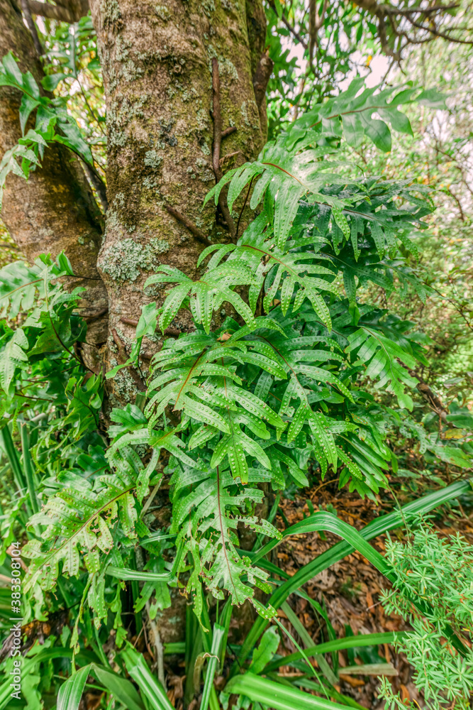 Ferns on Kauri Tree trunk Stock Photo | Adobe Stock