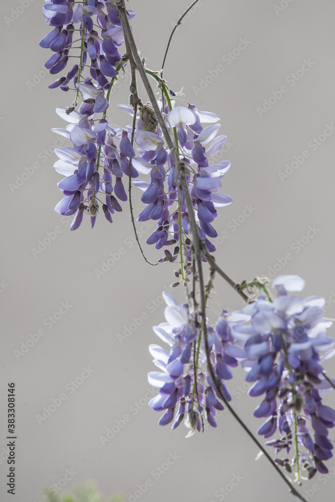 Flores de glicinia color violeta en vistosos racimos en primavera. La ...