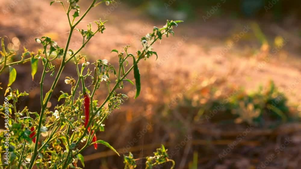 chilli peppers plants, hot chilli,Chilli crop standing in the field ...
