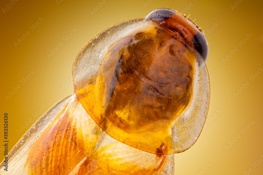 extreme close up of a german cockroach. dorsal view. animal body part ...