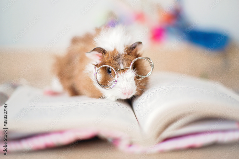 Guinea pig baby reading book Stock Photo | Adobe Stock