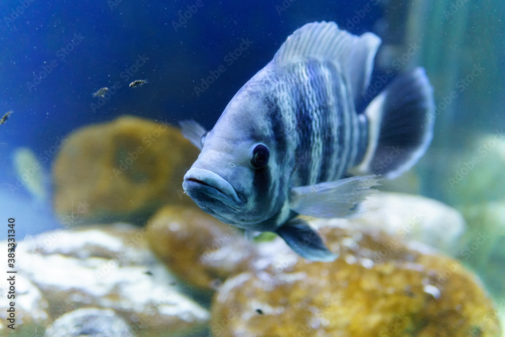 Tilapia Nila is a species of tilapia, a cichlid fish found in Africa ...