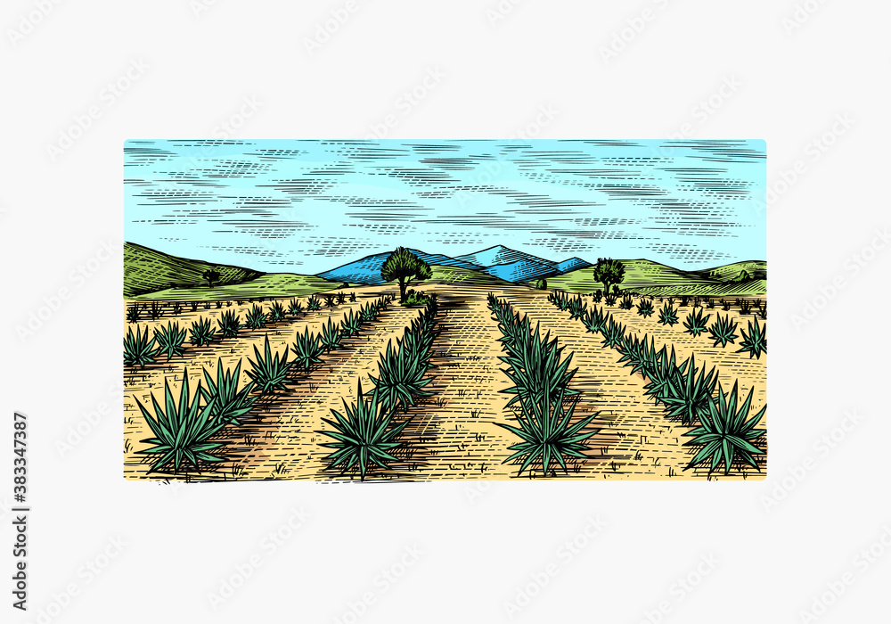 Agave field. Vintage retro landscape. Harvesting for tequila making ...