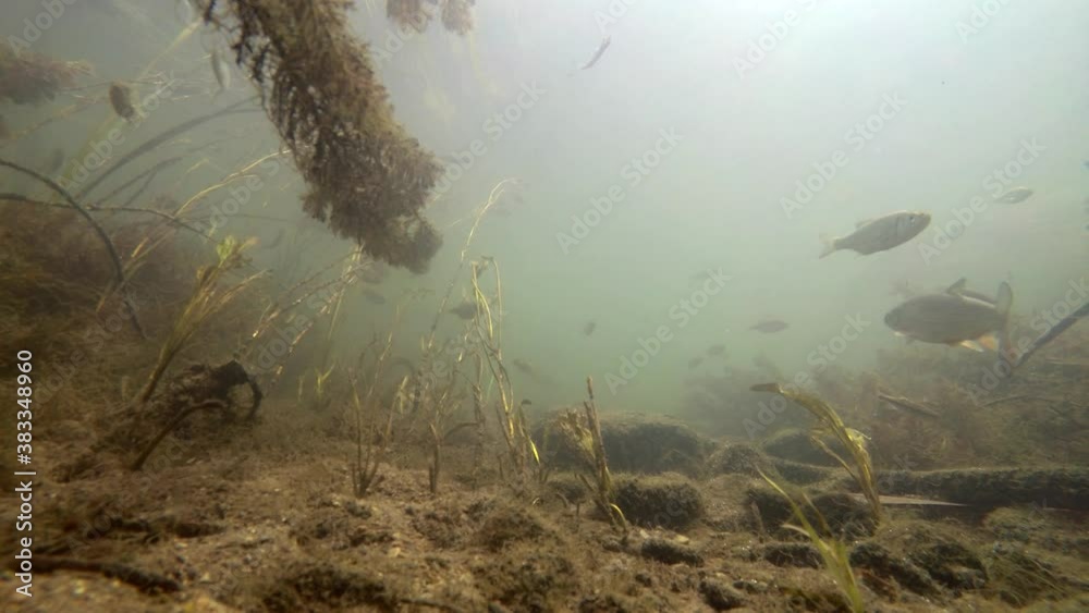 River fishes in natural habitat, fishes in river underwater, flock of ...