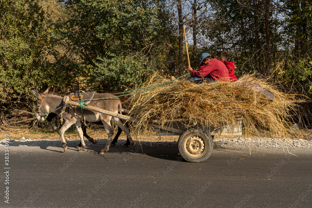 Two donkeys are carrying hay on a cart. Dry grass on a cart. Donkeys ...