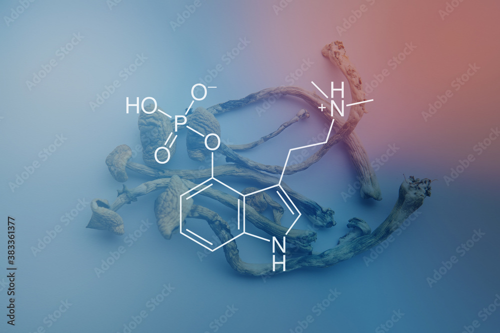 Psilocybin mushroom. Close up Magic shroom. Psychedelic drug. Dry ...
