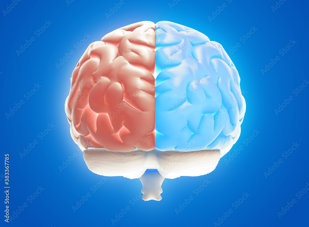 3D rendering hemispheres left and right cerebral brain on blue BG Stock ...