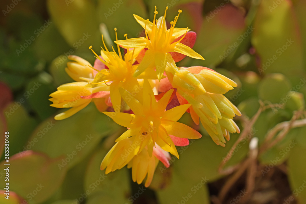 Plantes Grasses Fleurs Jaunes